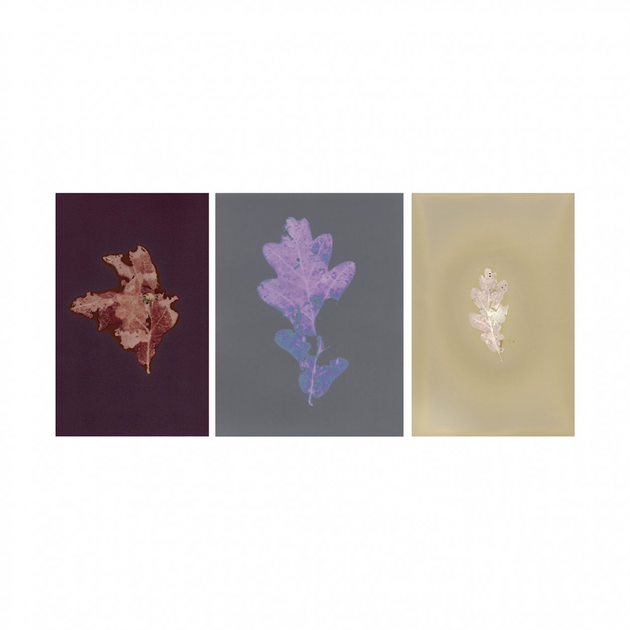 Everything in the forest is the forest - Clare Hewitt